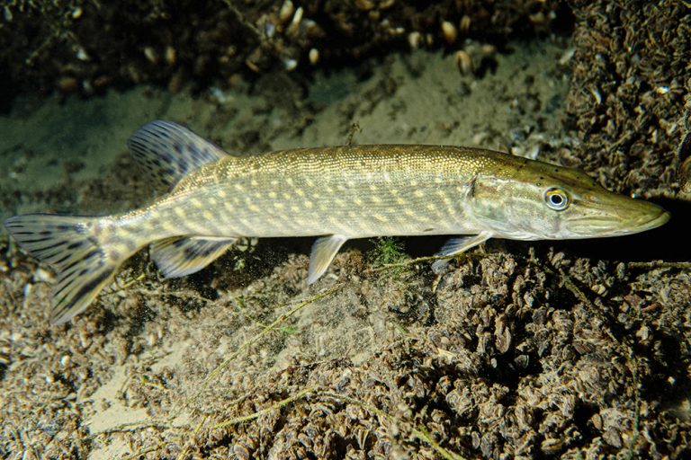 Was man mit einem Spinner angeln kann - DAG Wuerzburg